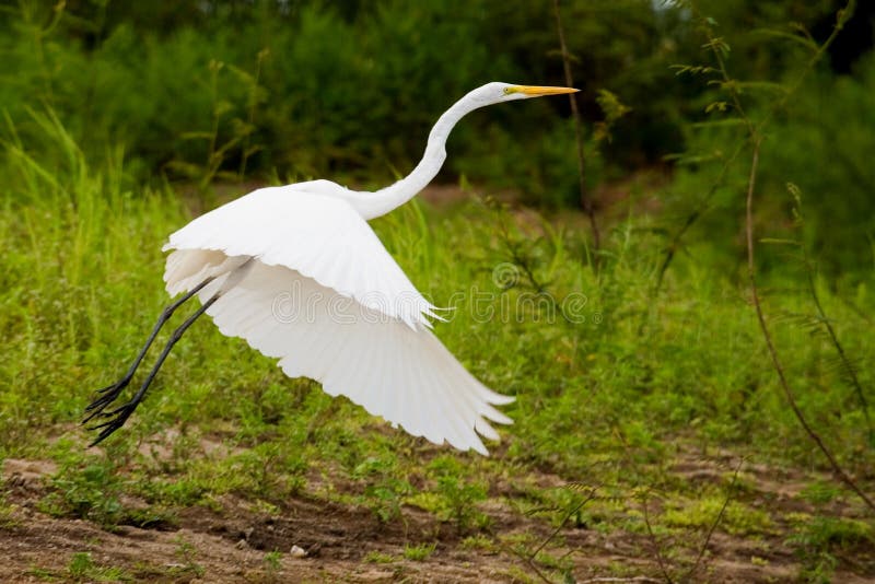 Garza imagen de archivo. Imagen de cubo, exterior, blanco - 9867441