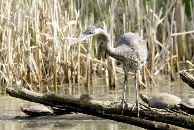 Garza De Gran Azul - Herodias Del Ardea Foto de archivo - Imagen de ...