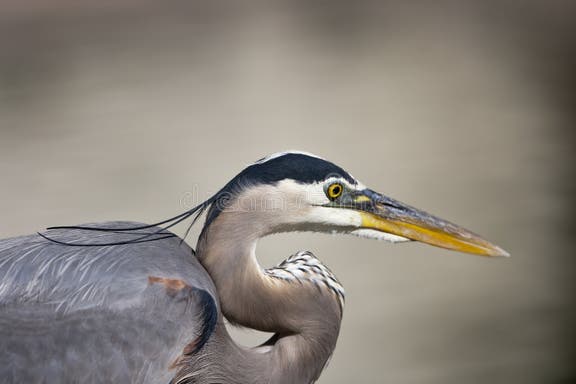 Garza azul imagen de archivo. Imagen de colorido, plumas - 15101713