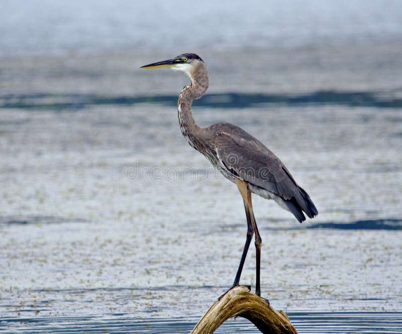 Garza azul (3) imagen de archivo. Imagen de lago, plumas - 3040463