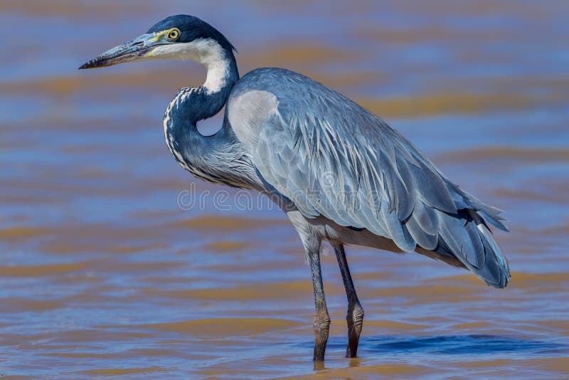 867 Garza Negra Fotos - Libres de Derechos y Gratuitas de Dreamstime