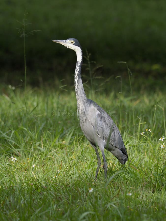 867 Garza Negra Fotos - Libres de Derechos y Gratuitas de Dreamstime