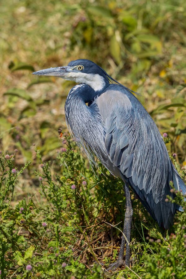 Garza De Cabeza Negra Que Come El Lagarto Foto de archivo - Imagen de ...