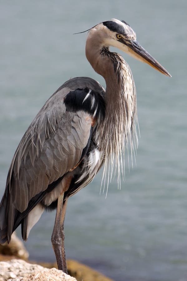 Garza de gran azul imagen de archivo. Imagen de mirando - 4868297