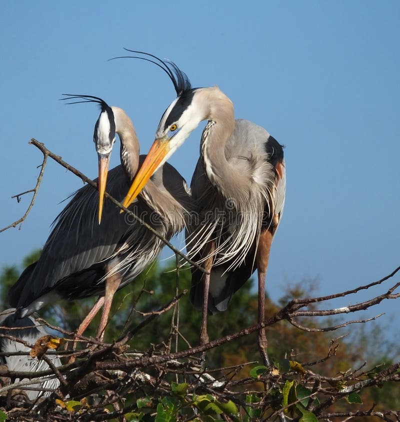 Garza De Gran Azul (Ardea Herodias) Foto de archivo - Imagen de crianza ...