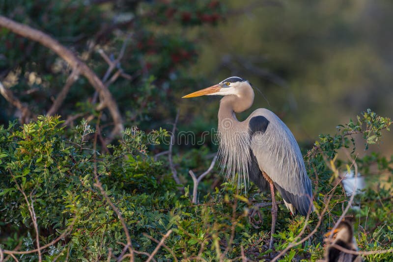 Pares De Garzas De Gran Azul En Comportamiento De Acoplamiento Imagen ...