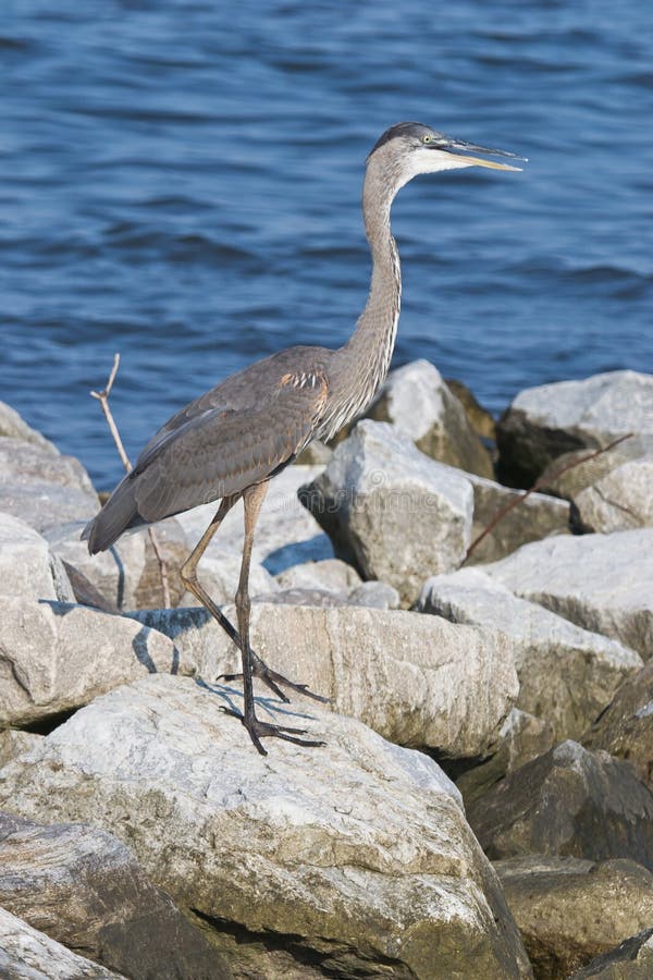 Garza De Gran Azul (Ardea Herodias) Que Camina En La Playa Imagen de ...