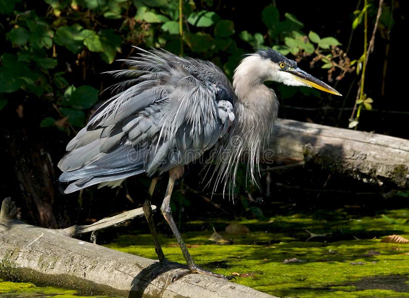 Garza De Gran Azul - Herodias Del Ardea Foto de archivo - Imagen de ...