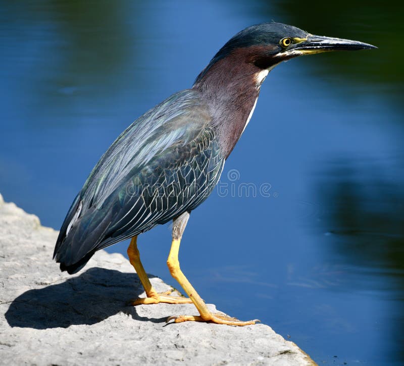 867 Garza Negra Fotos - Libres de Derechos y Gratuitas de Dreamstime