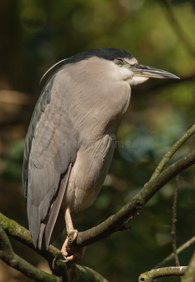 Garza Negra Que Vadea En Agua Baja Imagen de archivo - Imagen de ...