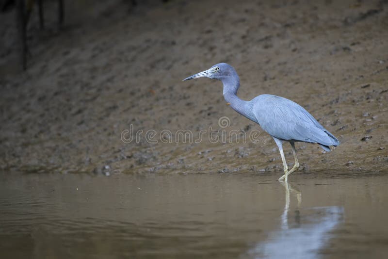 Garza De Pequeño Azul - Caerulea Del Egretta Foto de archivo - Imagen ...