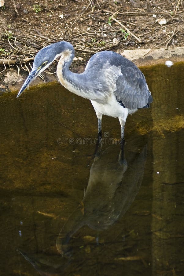Garza Negra Que Vadea En Agua Baja Foto de archivo - Imagen de bajo ...