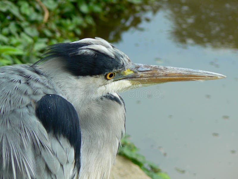 Garza gris foto de archivo. Imagen de standing, fauna - 17453804