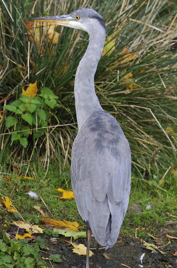 Retrato De La Garza Gris Joven (ardea Cinerea) Imagen de archivo ...