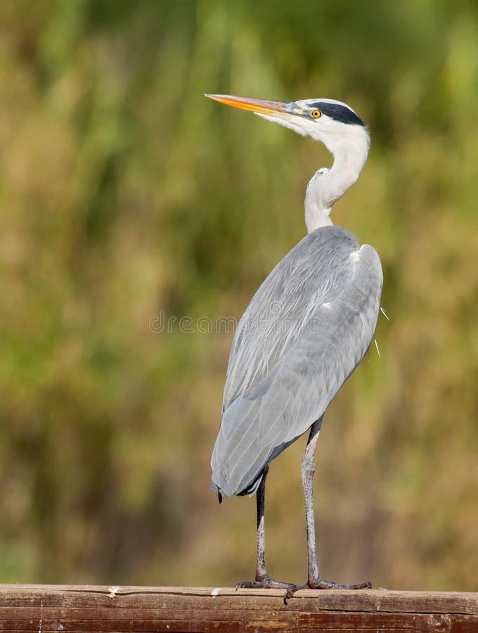 Garza gris foto de archivo. Imagen de standing, fauna - 17453804