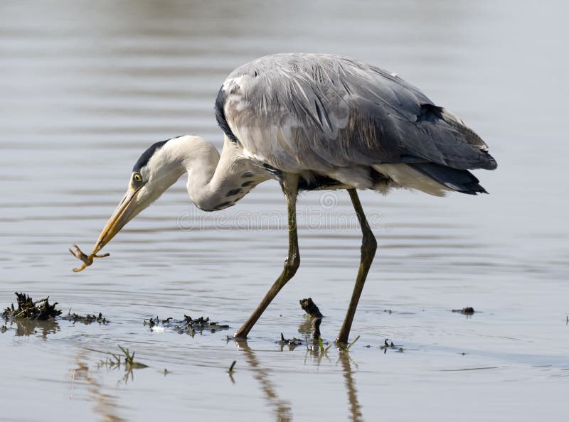 Garza gris con la rana foto de archivo. Imagen de cena - 1365620