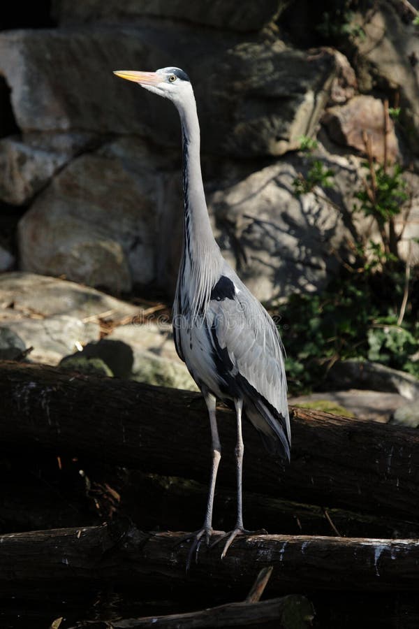 Ardea Gris De La Garza Cinerea Foto de archivo - Imagen de resorte ...
