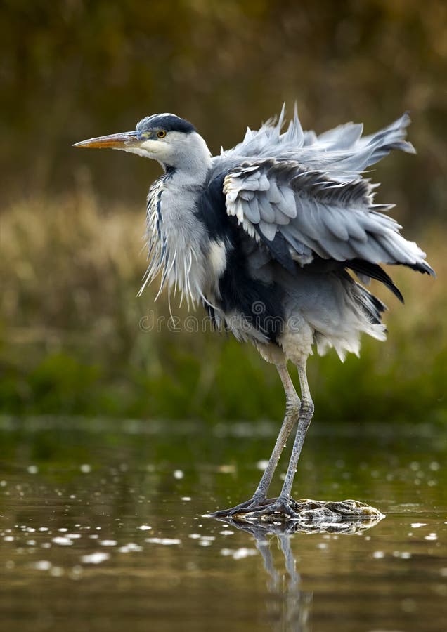Garza gris (Ardea cinerea) foto de archivo. Imagen de hembra - 11806212