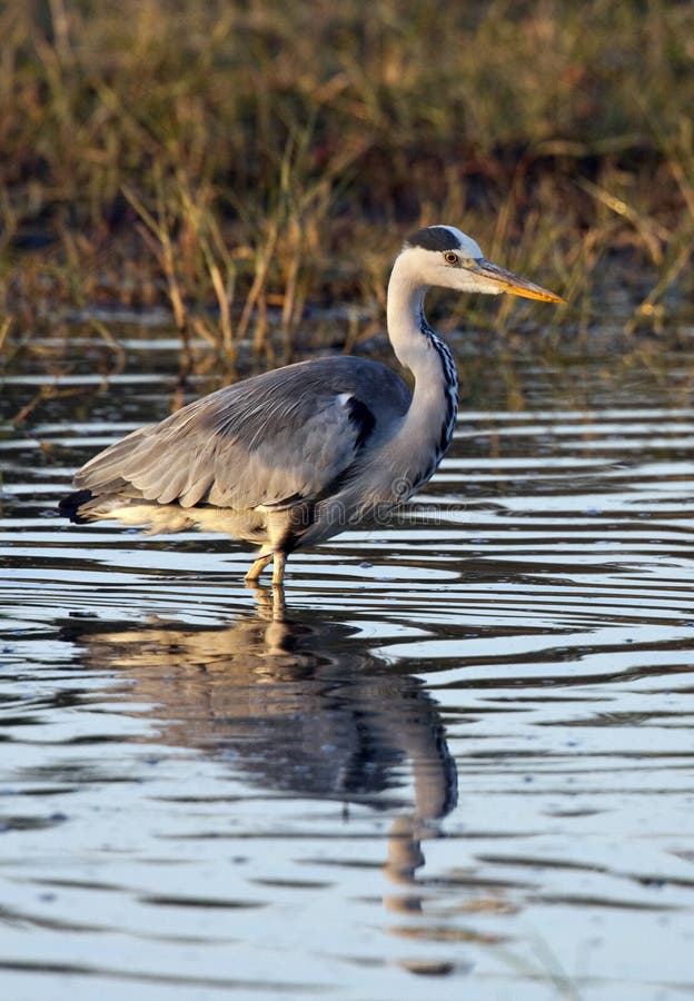 Ardea Gris De La Garza Cinerea Imagen de archivo - Imagen de salvaje ...