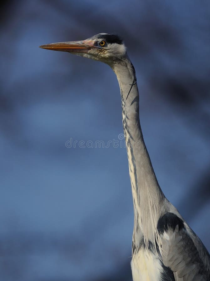 Garza Gris En Un Hipopótamo Foto de archivo - Imagen de gris, animal ...