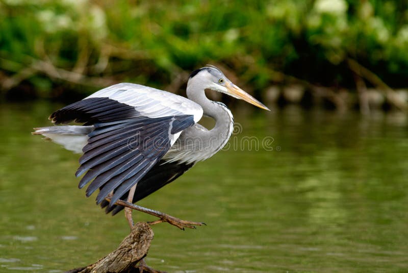 Aterrizaje Gris De La Garza Imagen de archivo - Imagen de hembra ...