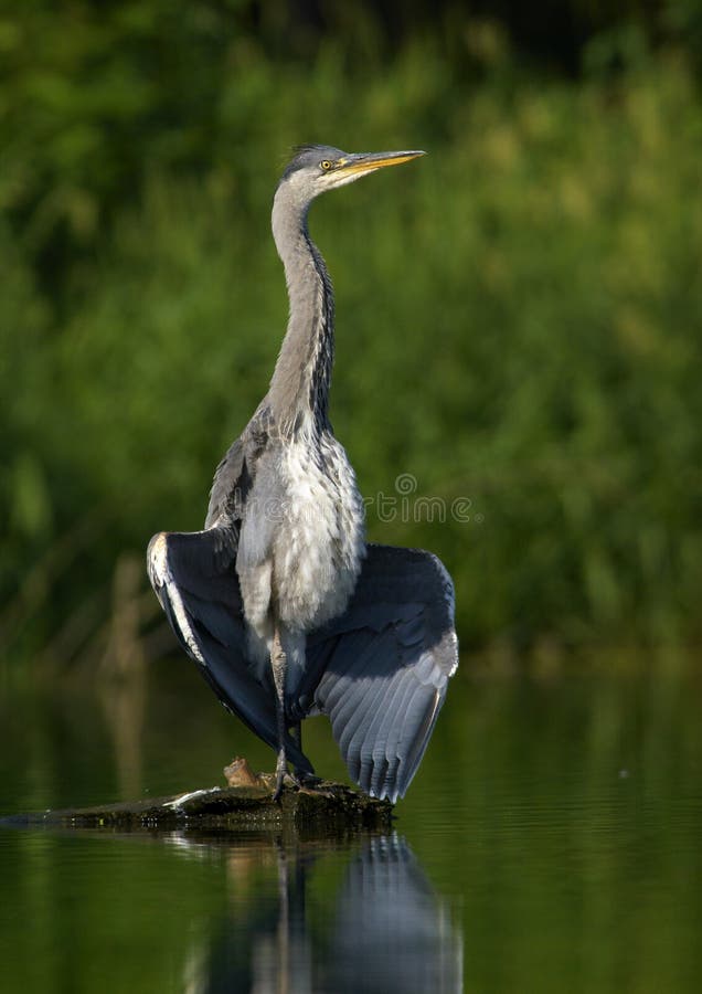 Garza gris (Ardea cinerea) imagen de archivo. Imagen de salvaje - 6743809