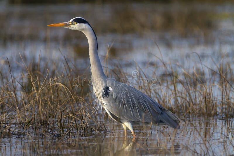 Garza Gris, Ardea Cinerea, En Una Charca Foto de archivo - Imagen de ...