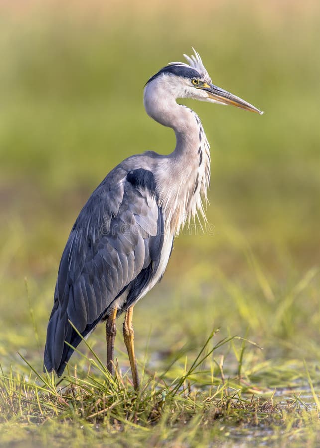 Garza Gris Que Espera En Humedal Foto de archivo - Imagen de europa ...