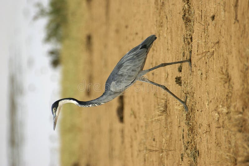 867 Garza Negra Fotos - Libres de Derechos y Gratuitas de Dreamstime