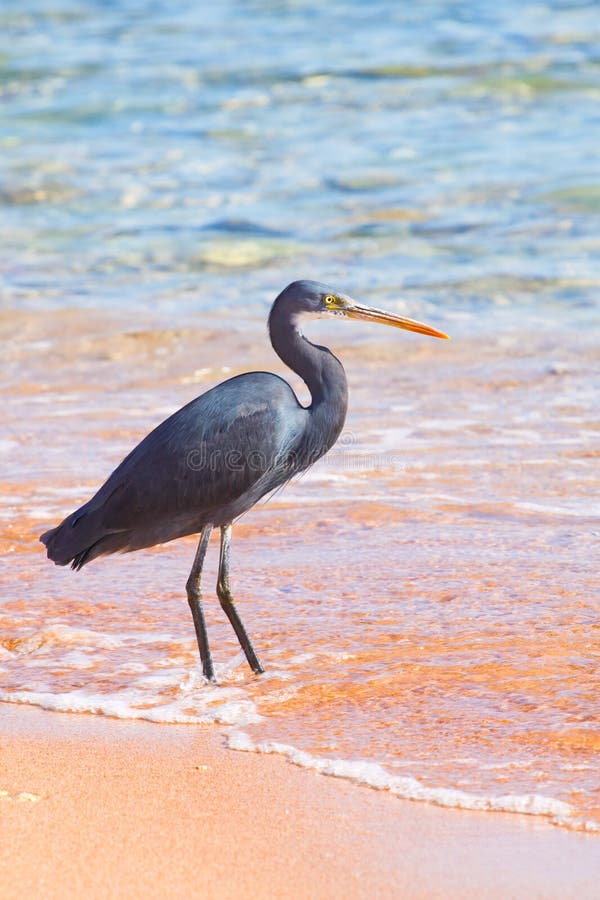 Garza de cabeza negra imagen de archivo. Imagen de animal - 72780853