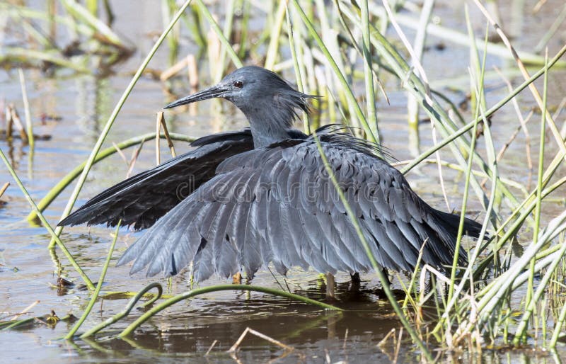Garza negra imagen de archivo. Imagen de libertad, elegancia - 13161923