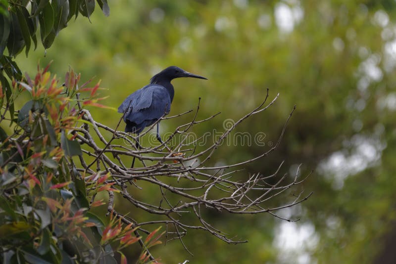 Garza negra imagen de archivo. Imagen de libertad, elegancia - 13161923