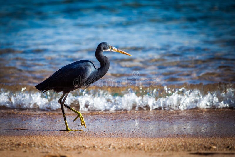 imágenes comunes del Garza Negra - los derechos de la transferencia ...