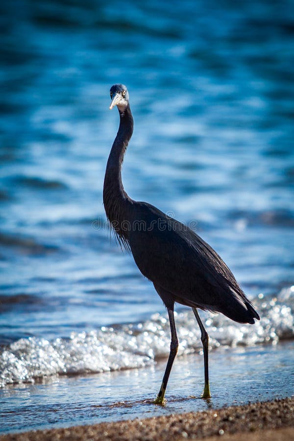 imágenes comunes del Garza Negra - los derechos de la transferencia ...