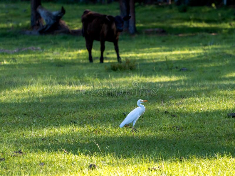 Garza Parada Al Lado De Una Vaca Pastora Foto de archivo - Imagen de ...