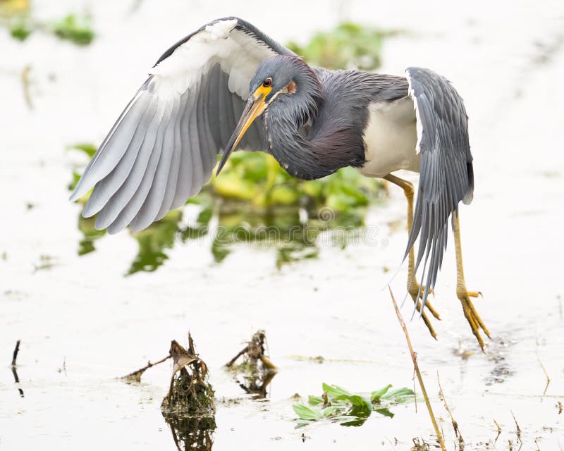 Garza tricolada imagen de archivo. Imagen de solapa - 262281681