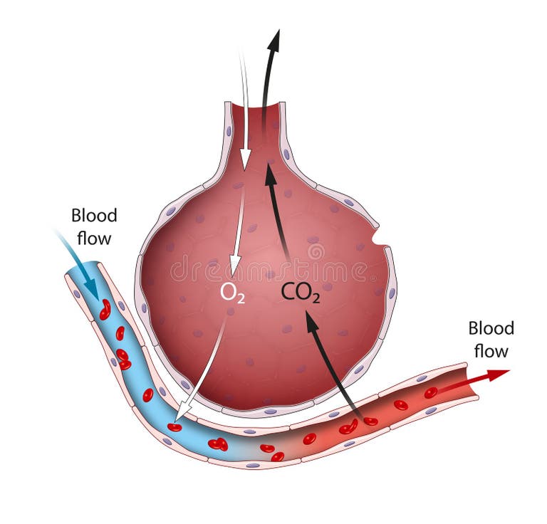 Alveoli Function Stock Illustrations – 104 Alveoli Function Stock ... Alveoli Function Stock Illustrations – 104 Alveoli Function Stock ...