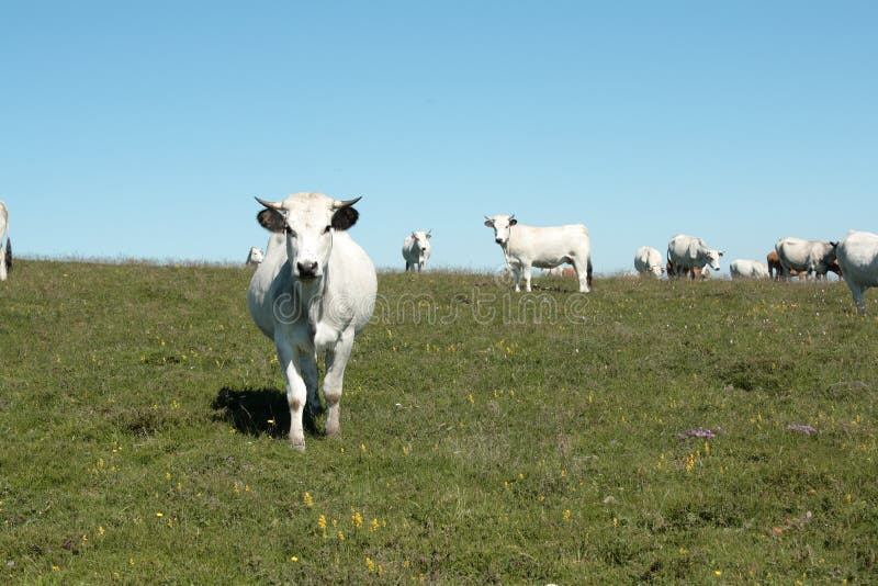 Gasconne cow in Pyrenees stock image. Image of france - 17906863
