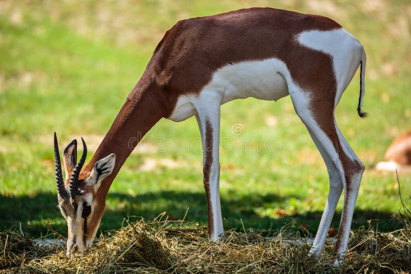 Unga Thomson Gazelle arkivfoto. Bild av nyfiket, fara - 53946558