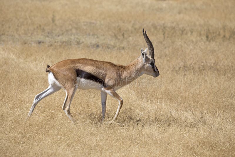Thomson gasell arkivfoto. Bild av tanzania, thomson, nationellt - 32796084