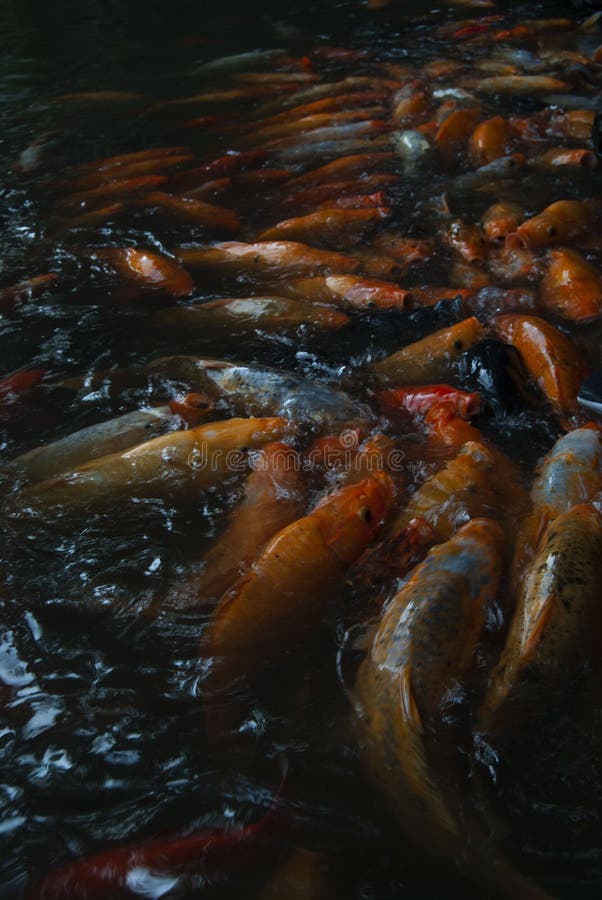 A Gasp of Koi fish stock photo. Image of life, fish - 124986278