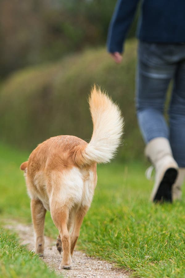 Cross Breed Dog Walking in a Meadow Stock Image - Image of bred, autumn ...