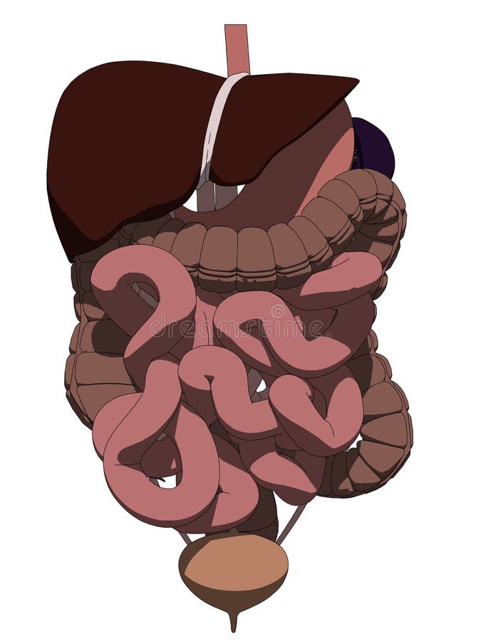 Gastric system stock vector. Illustration of science, intestine - 9579886