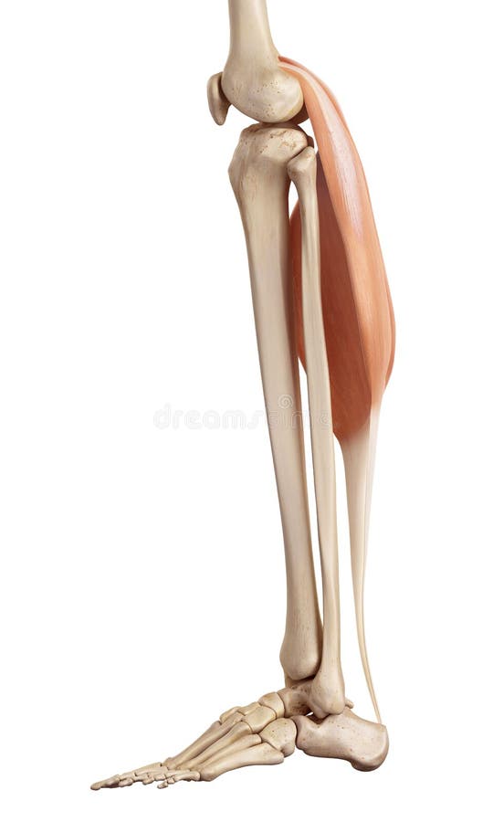 The gastrocnemius stock illustration. Illustration of anatomy - 56286647