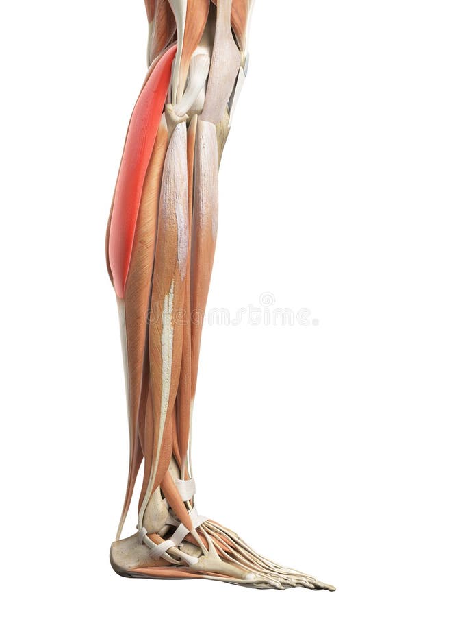 The gastrocnemius stock illustration. Illustration of muscle - 58450425