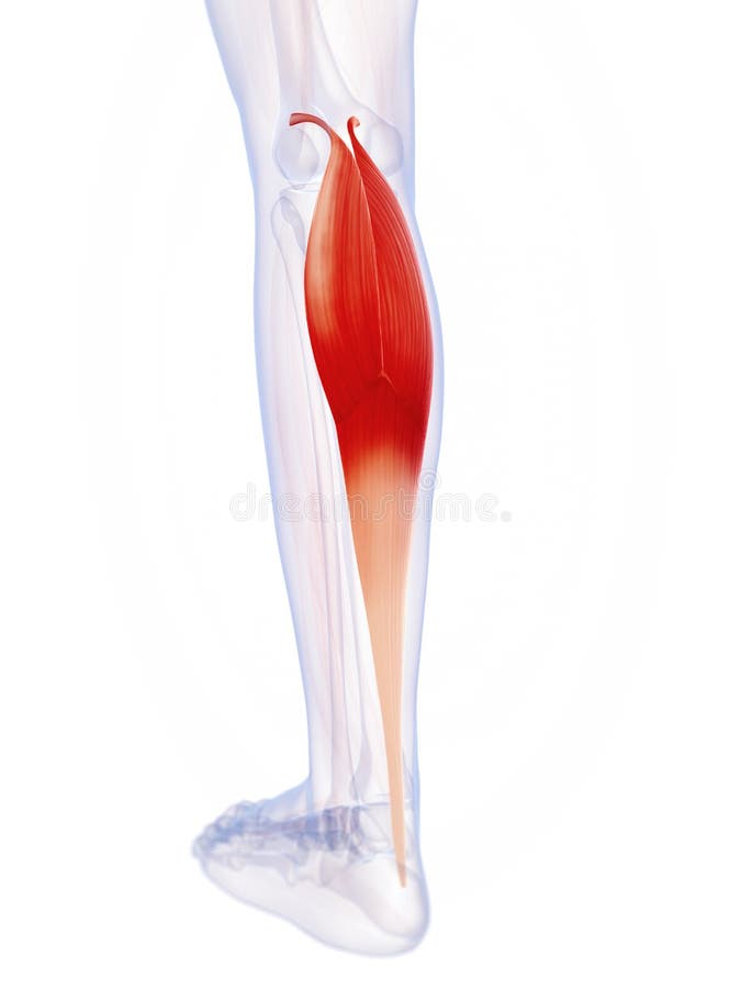 The gastrocnemius muscle stock illustration. Illustration of ...