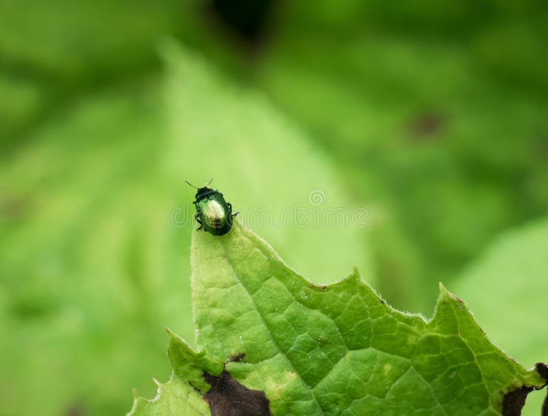 Beetle and leaf stock photo. Image of green, leaf, nature - 89256484