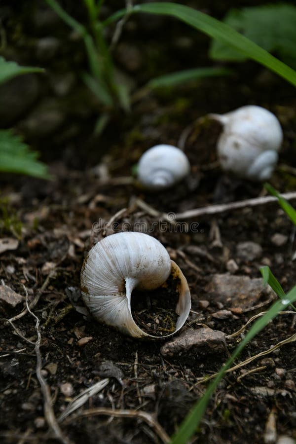 Gastropod, Empty Snail Shells in the Forest Stock Image - Image of ...