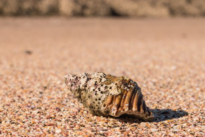 Gastropod Seashell on Sandy Beach Stock Image - Image of detail, sand ...