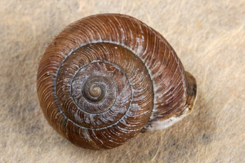 Gastropod sheel. stock photo. Image of gastropod, cornu - 43878820